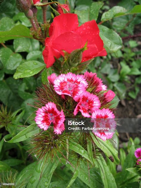 카네이션 꽃 터키 Dianthus Barbatus 녹색의 배경 흐리게에 일부 피 터키 화려한 카네이션 잎 정원에서 성장 하는