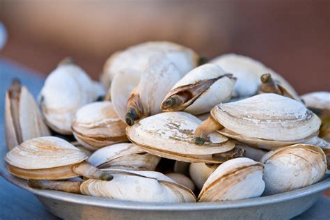 Soft Shell Clams Best Of Sea