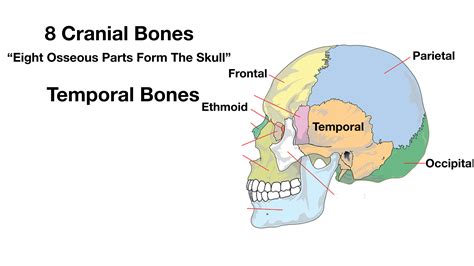 Cranial Bones Labeled