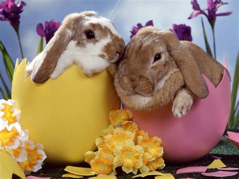 120 Easter Bunny Desktop Wallpapers WallpaperSafari