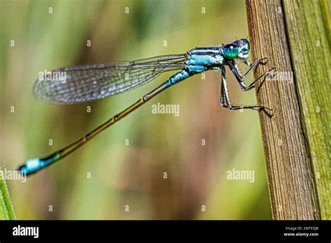 Blaue Libellen Hi Res Stock Photography And Images Alamy