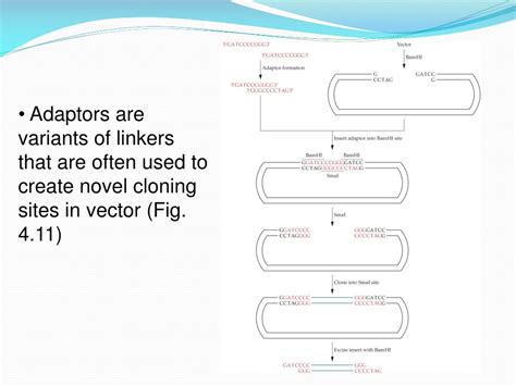 Ppt Dna Synthesis And Amplification Methods Explained Powerpoint