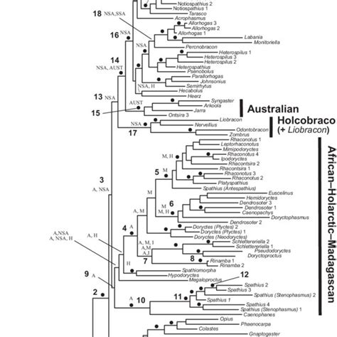 50 Majority Rule Consensus Tree Including Compatible Groups
