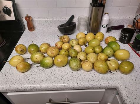 Passion Fruit Season Rsunshinestateforaging