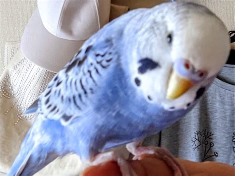 ブルーのセキセイインコです