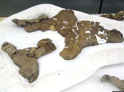 Xenoceratops Newly Discovered Alien Horned Dinosaur Helps Fill Gap