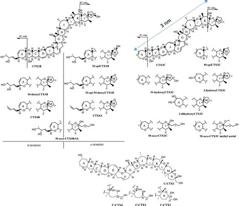 Chemical Structure Of Ciguatoxins Ctxs [49] Size Estimate Based On Download Scientific