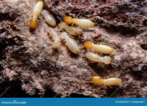 Termites Or White Ants Stock Image Image Of Pest Macro 92623247
