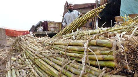 پنجاب میں گنے کی کرشنگ 25 نومبر سے شروع کرنے کا فیصلہ، فی من قیمت 400