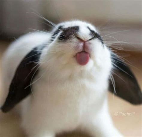 Funny Bunny