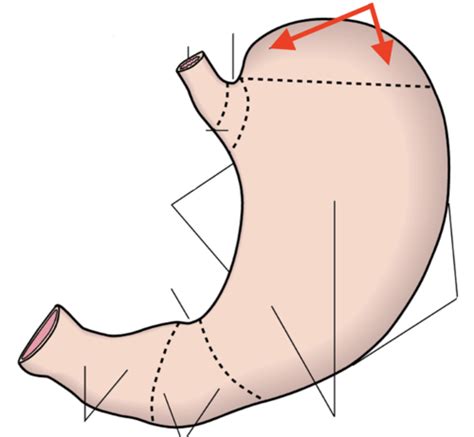 Canalis Gastrointestinalis Flashcards Quizlet