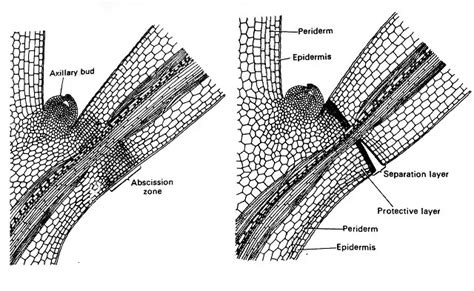 Abscission In Plants Introduction ~ Sciences World