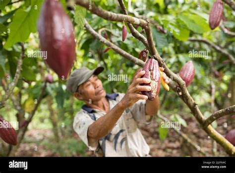 Male Cocoa Farmer Harvesting And Pruning His Cocoa Trees And Pods In