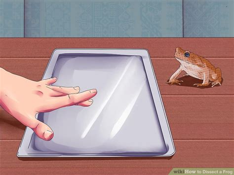 5 Ways To Dissect A Frog Wikihow