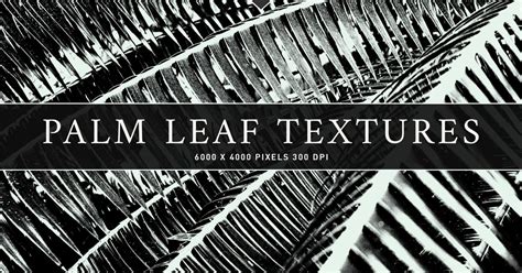 Palm Leaf Textures Textures Ft Palm Leaf And Palm Envato