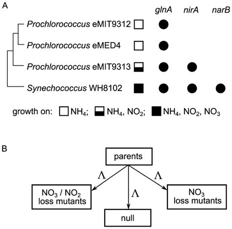 Diagrams Illustrating Our Modeling Approach A Marine Synechococcus Download Scientific