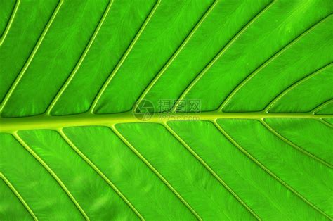 树叶背景健康光合作用生长植物戏剧性概念宏观环境绿色生态高清图片下载 正版图片321760484 摄图网