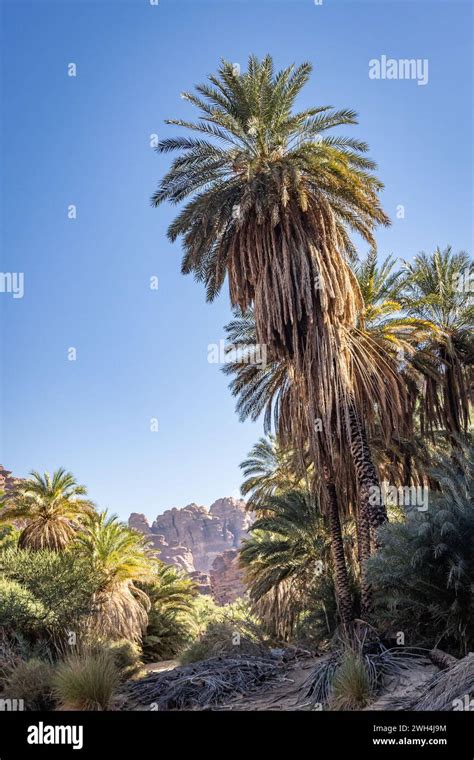 Middle East Saudi Arabiatabuk Wadi Al Disha Prince Mohammed Bin