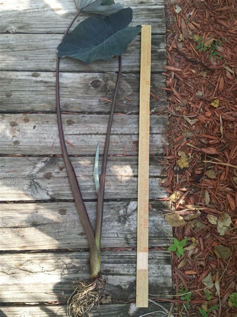 Colocasia Escuenta Midnight Elephant Ear Madhappenings