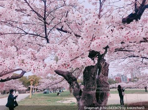 春の訪れの写真画像素材 6433479 Snapmartスナップマート