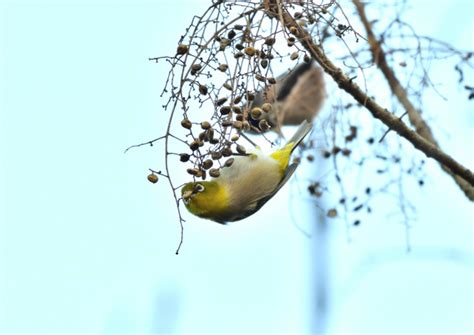 啄む By 気まぐれ天気 （id：11534121） 写真共有サイトphotohito