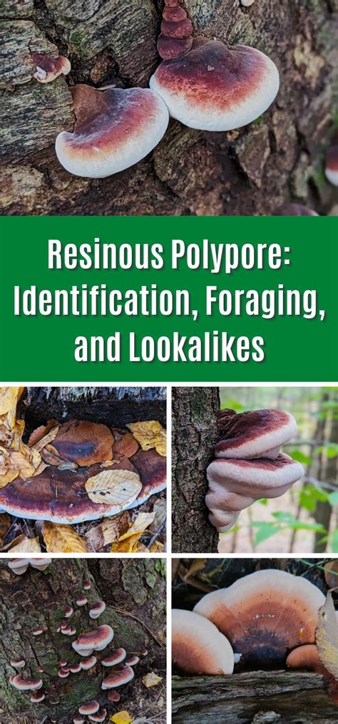 Resinous Polypore Identification Foraging And Lookalikes Mushroom