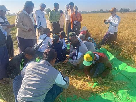 မြို့သစ်မြို့နယ်၌ မိုးစပါးစံကွက် ရိတ်သိမ်းပွဲ ကျင်းပ Information And Public Relations Department