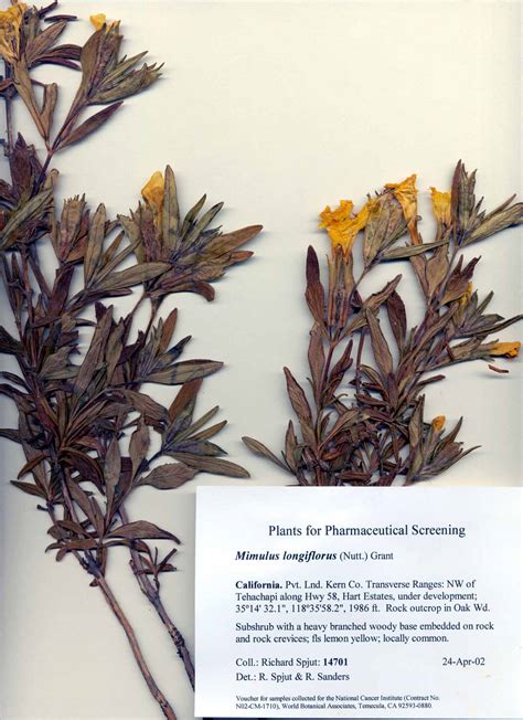 Mimulus