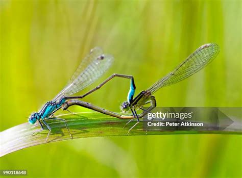 Mating Insects Photos And Premium High Res Pictures Getty Images