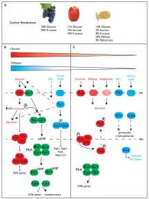 Biochemistry Pathways Review Of Aroma Formation Through Metabolic