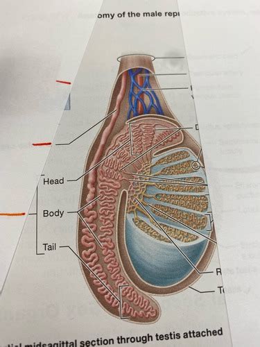 Lab Reproductive System Identification Flashcards Quizlet