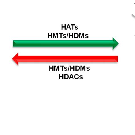 Histone Methylation In Association To Acetylation Regulate The