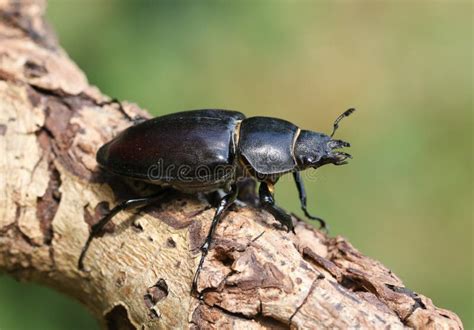 A Rare Female Stag Beetle Lucanus Cervus Walking Over A Dead Log In