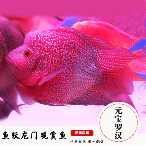 观赏鱼麒麟鱼图片观赏鱼麒麟鱼第12页大山谷图库