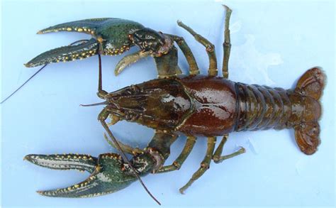 Crayfish External Diagram Quizlet