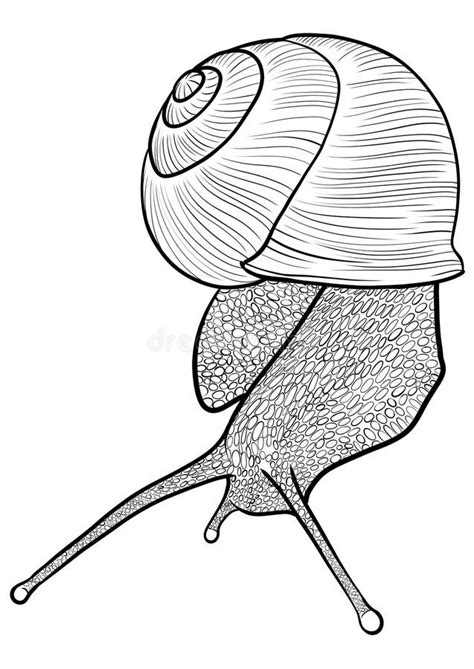 Snail Hand Drawn Linear Illustration Isolated On White Stock Image