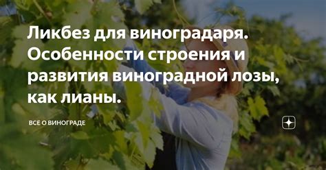 Ликбез для виноградаря Особенности строения и развития виноградной