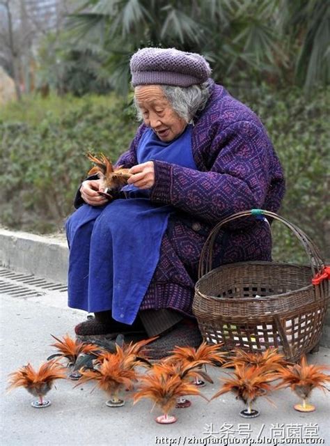 遷西特產七彩山雞脂肪少肉鮮美 每日頭條
