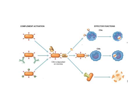 Complement System Quiz