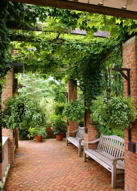 All Sizes Parthenocissus Arbor Flickr Photo Sharing Courtyard