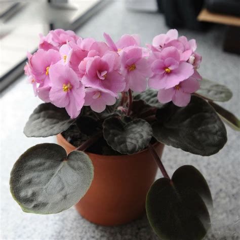 Plantas De Interior Con Flor Para Decorar