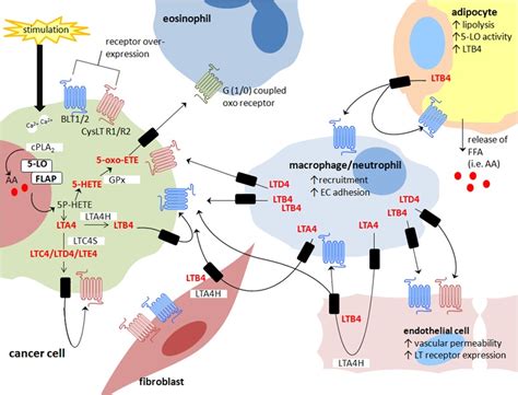 Ijms Free Full Text Cross Talk Between Cancer Cells And The Tumour