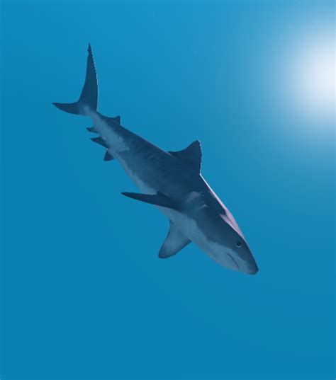 Tiger Shark 3d Model Creations Feedback Developer Forum Roblox