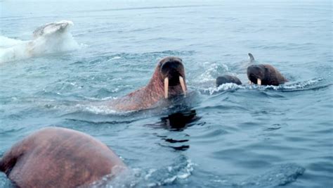 Pacific Walrus Odobenus Rosmarus Divergens 태평양 바다코끼리 Display