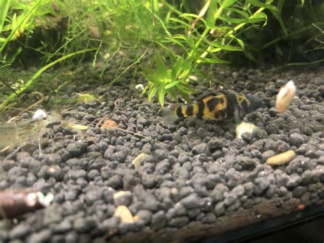 Common Freshwater Bumblebee Goby Tail Has Red Streaks Raquarium