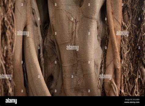Mostly Blurred Bark Texture Background Of Ficus Macrophylla Aerial Roots Banyan Tree Stock