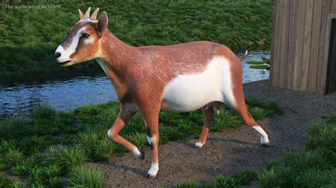 Walking Goat 3d Model 99 3ds Blend C4d Fbx Max Ma Lxo Obj