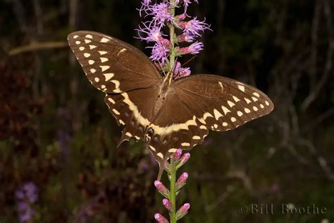Palamedes Swallowtail Swallowtails Nature In Focus