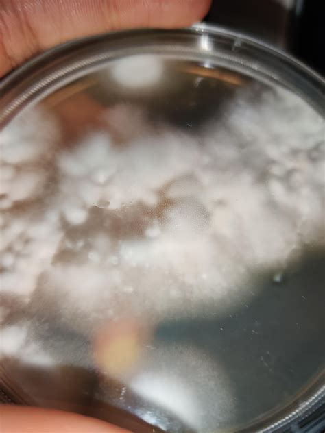 Albino Tidal Wave Growing Thick Ragarporn