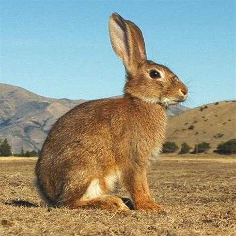 Download Rabbit Labeled Image Classifcation Dataset Labeled Image Dataset